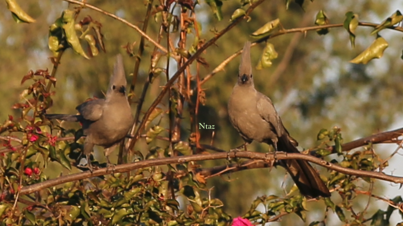 Nature’s Sentinels – Talk Photo