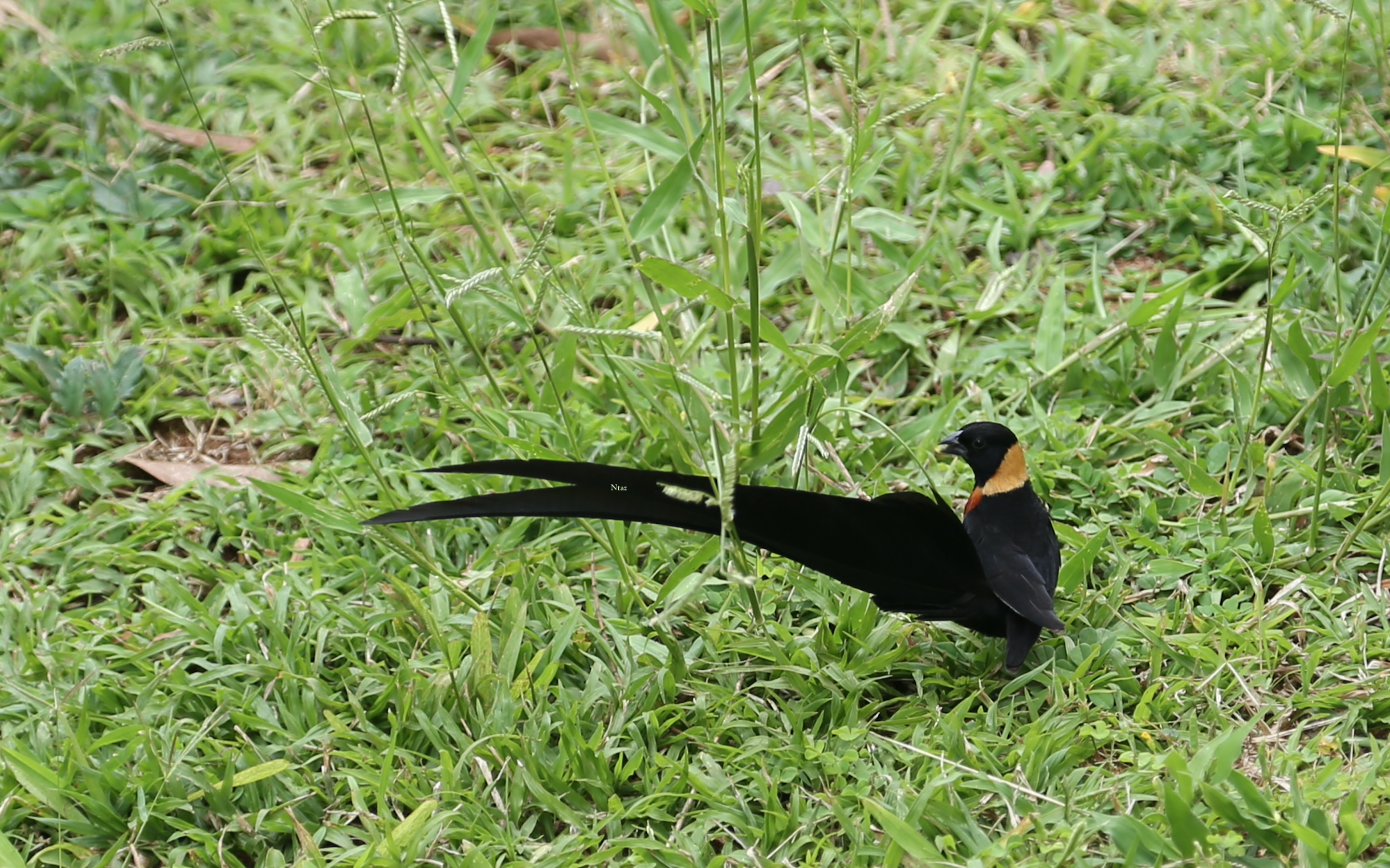 The Paradise Whydah bird – Talk Photo